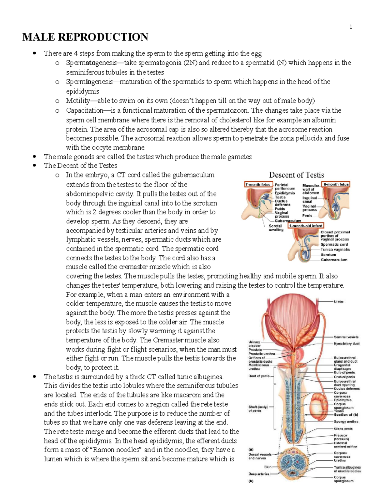 Bio 220 Male Reproduction - 1 MALE REPRODUCTION There are 4 steps from ...