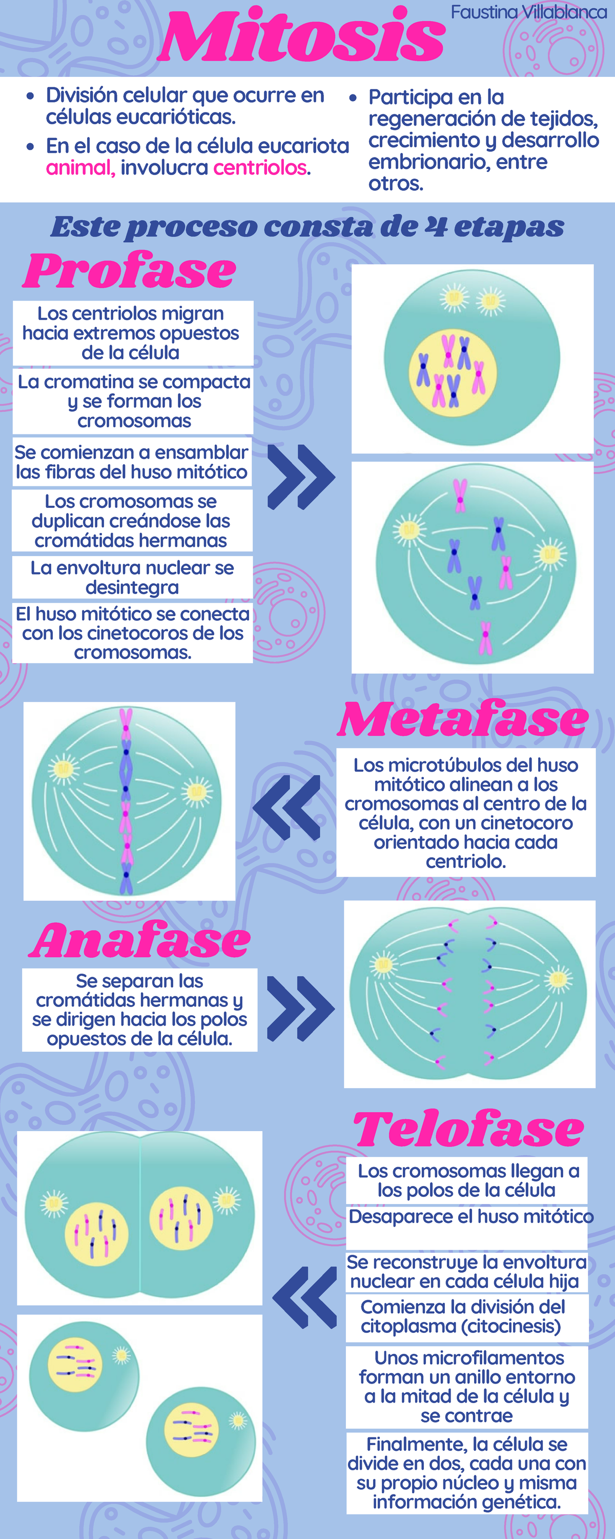Mitosis 1 - proceso mitótico - Profase Anafase División celular que ...