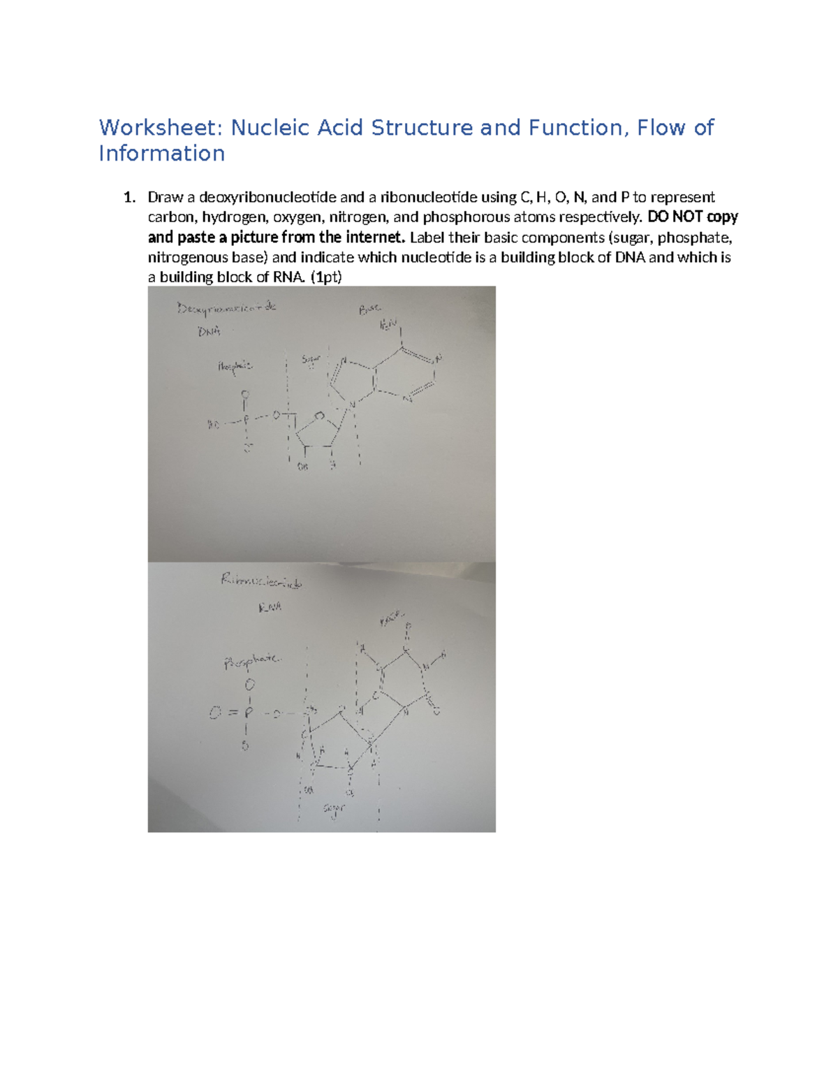 Worksheet Nucleic Acid Structure and Function, Flow of Information - DO ...