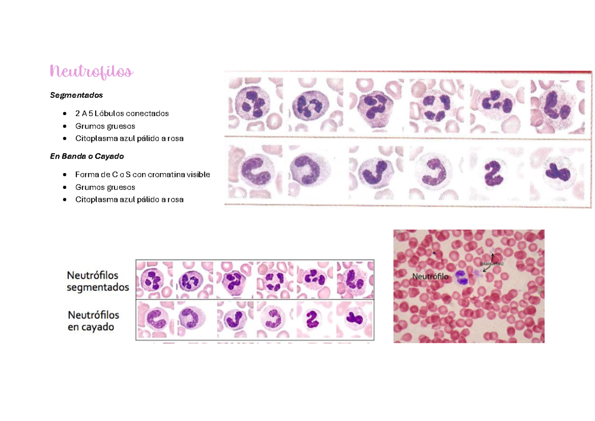 Células, linfocitos,monocitos - Neutrofilos Segmentados - 2 A 5 Lóbulos ...