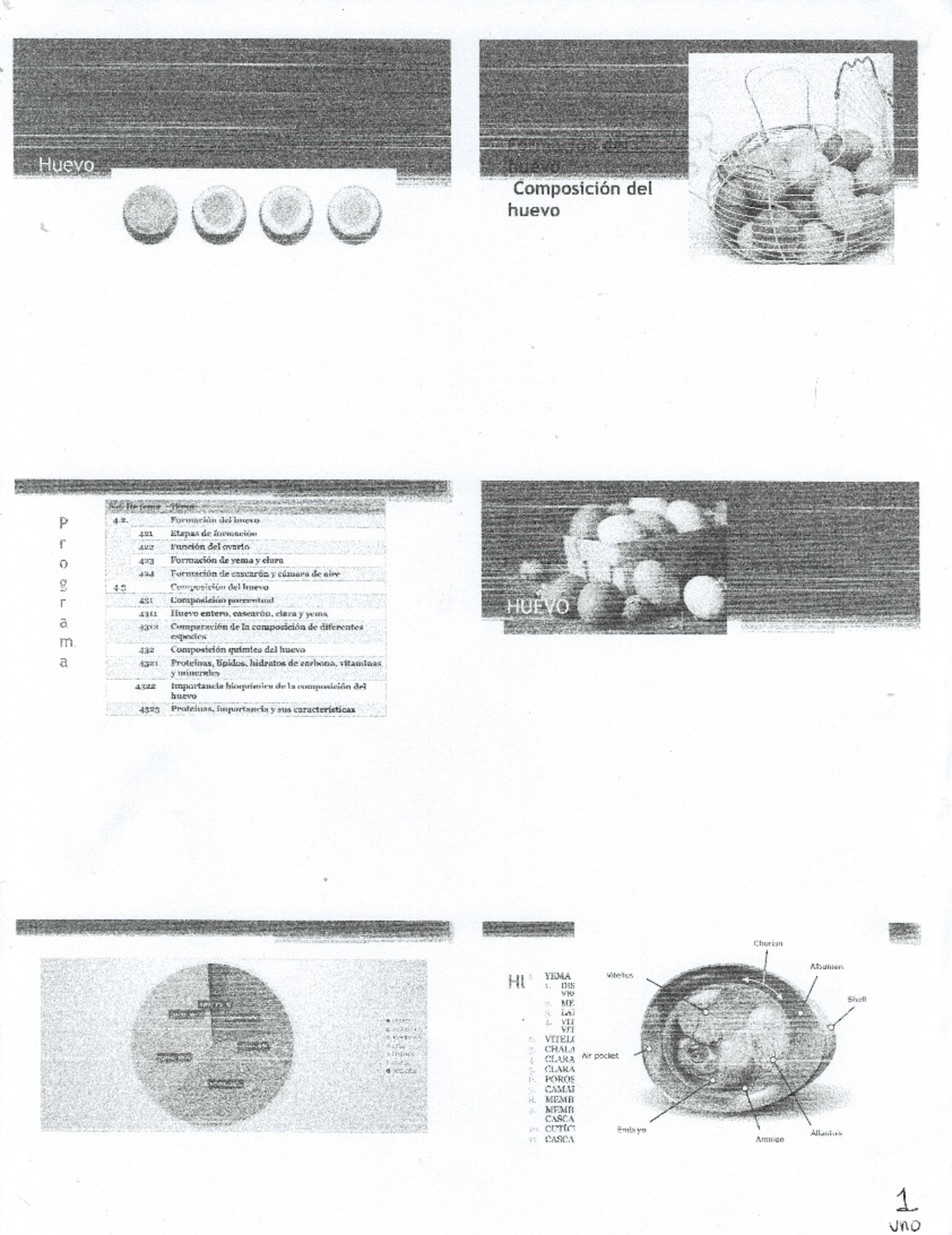 Huevo Apuntes.Presentación - Formación del Huevo huevo Composición del ...