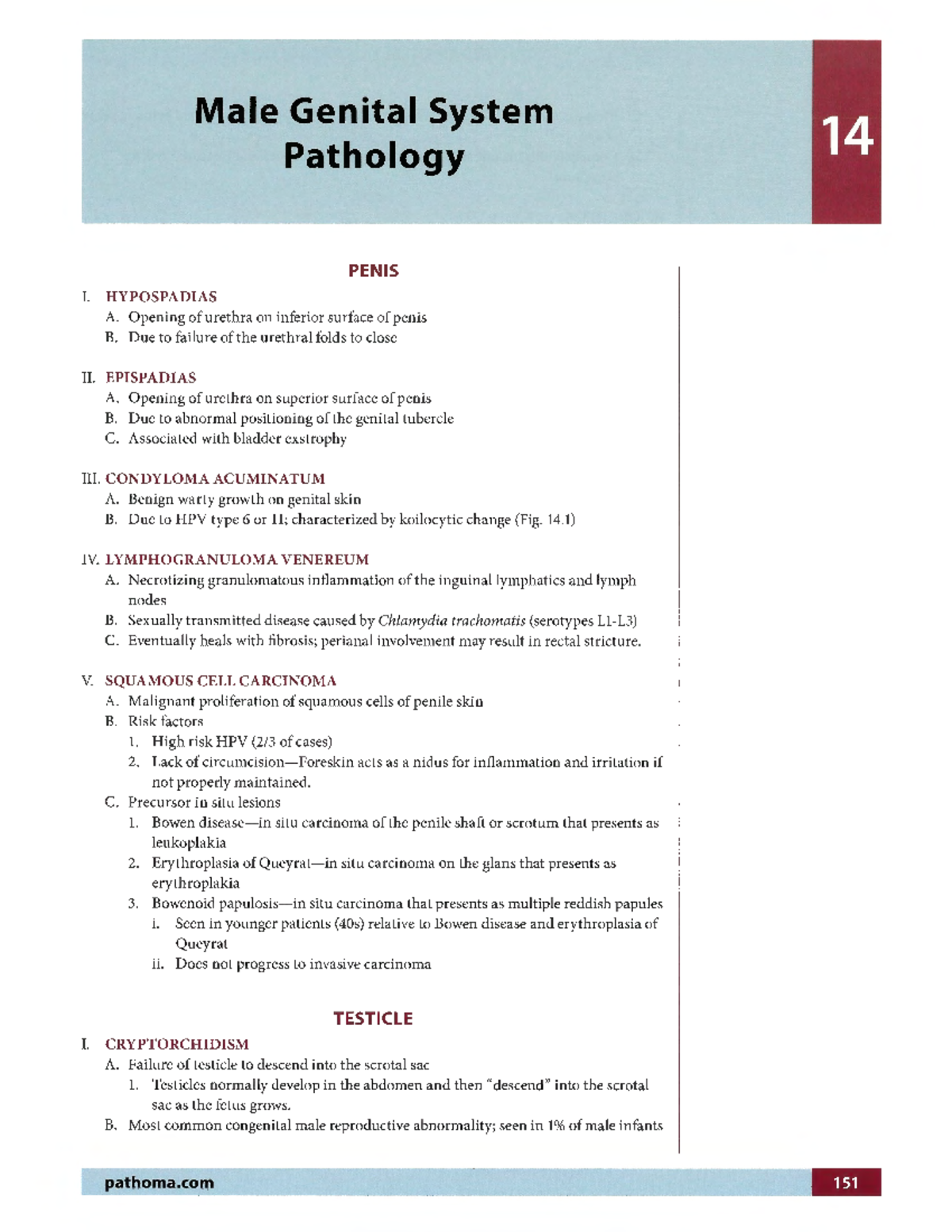 Male Genital System - nonnoi - Male Genital System Pathology PENIS I. HYPOSPADIAS A. Opening of ...