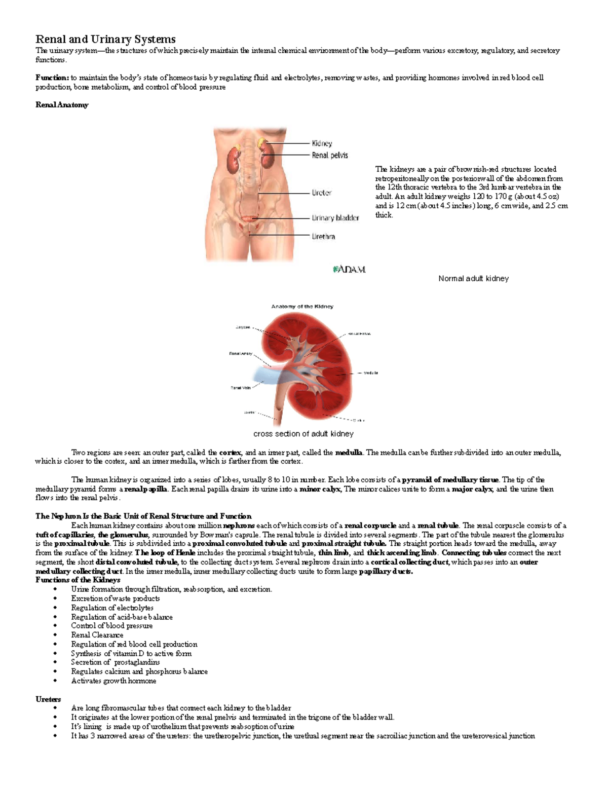 - Anatomy and Physiology lecture notes -> on the renal and urinary ...