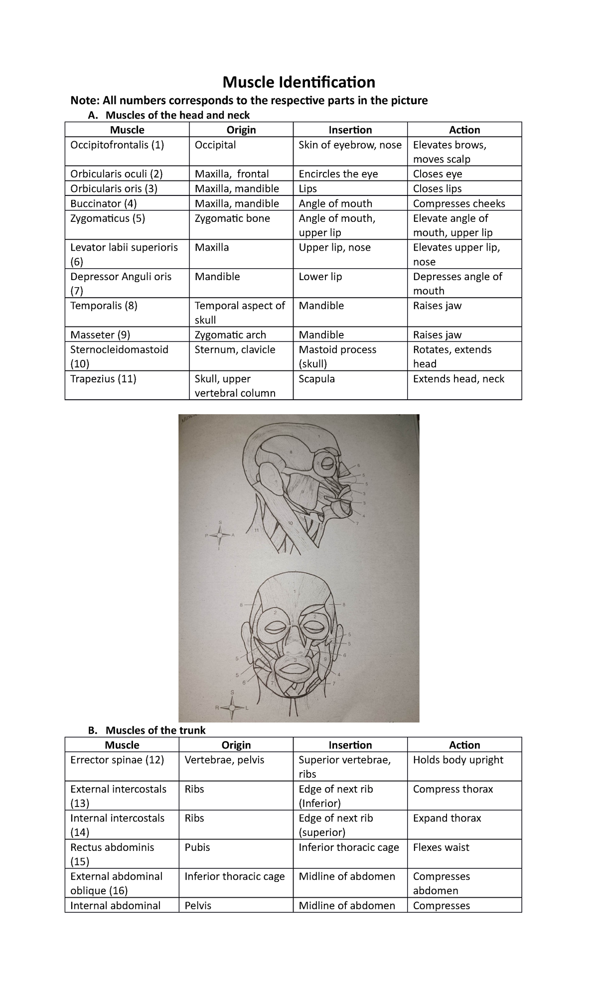Muscle-Identification - Muscle Identification Note: All numbers ...