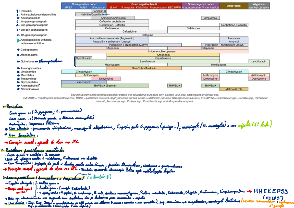 Antibioterapia 2024 - Gram positive cocci Gram negative bacili Gram ...