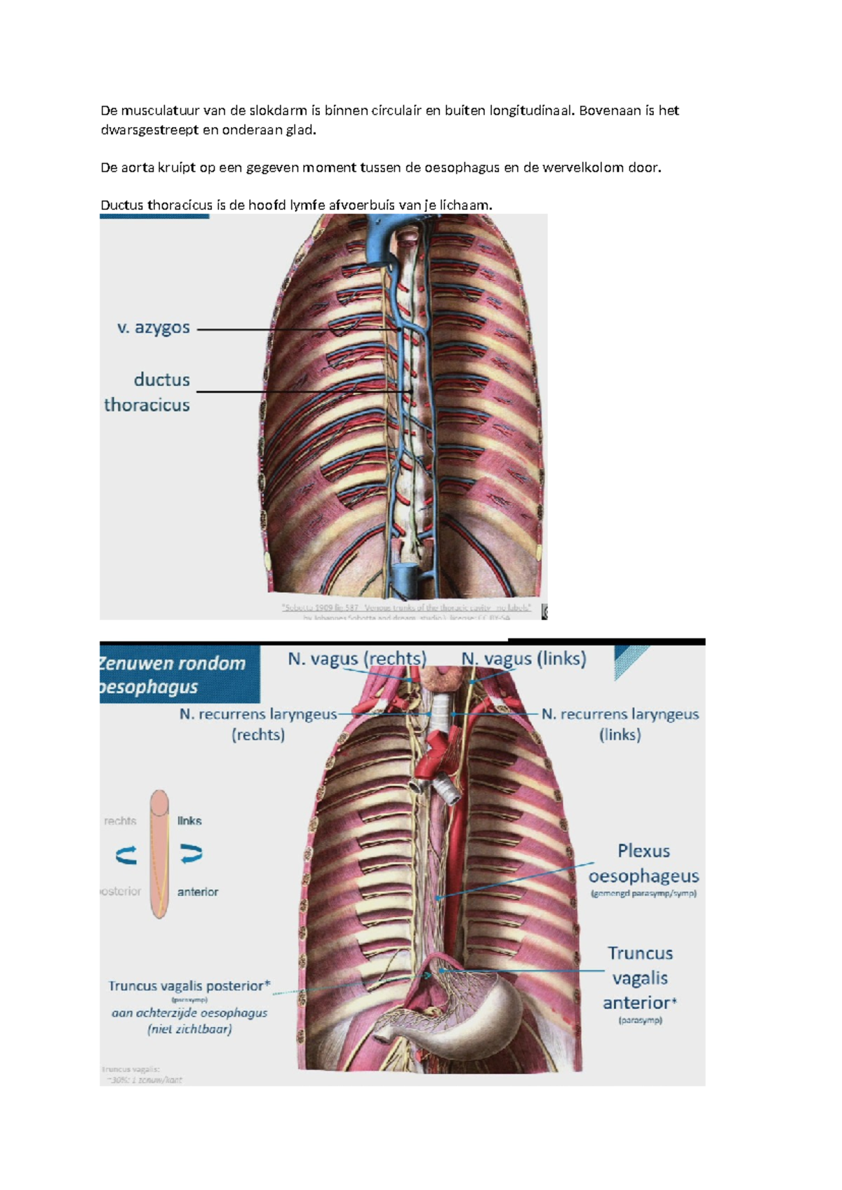 Anatonomie thema 2 - Anatomie buik - De musculatuur van de slokdarm is ...