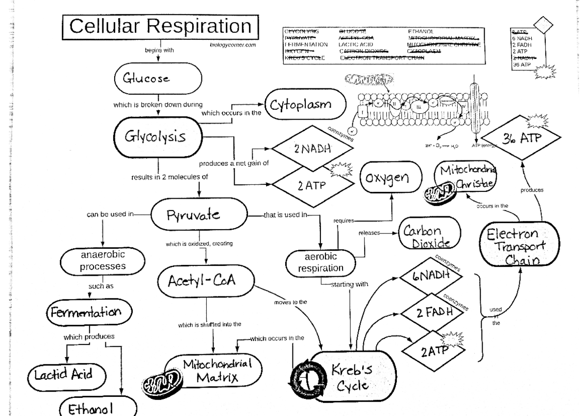 Cellular Respiration Flow Chart Key Cellular Respiration GEYCOLYSIS