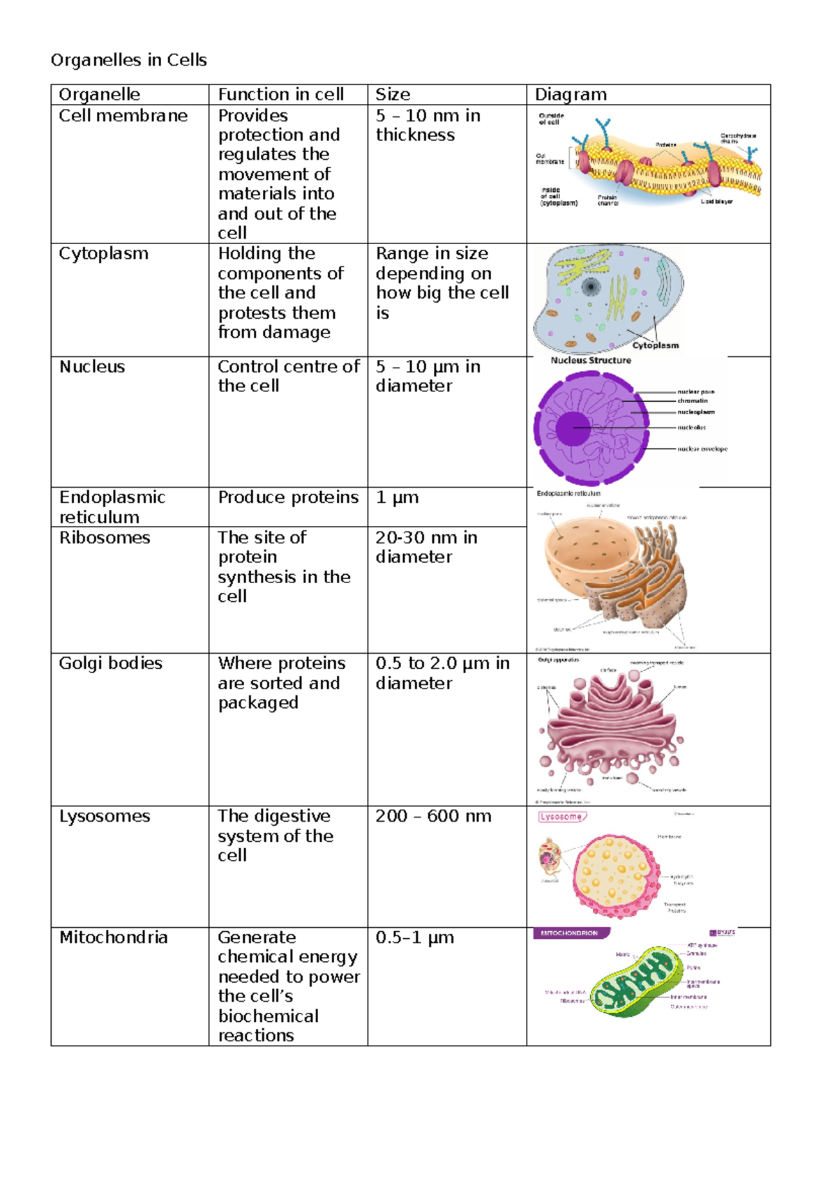 Organelles in Cells - Organelles in Cells Organelle Function in cell ...