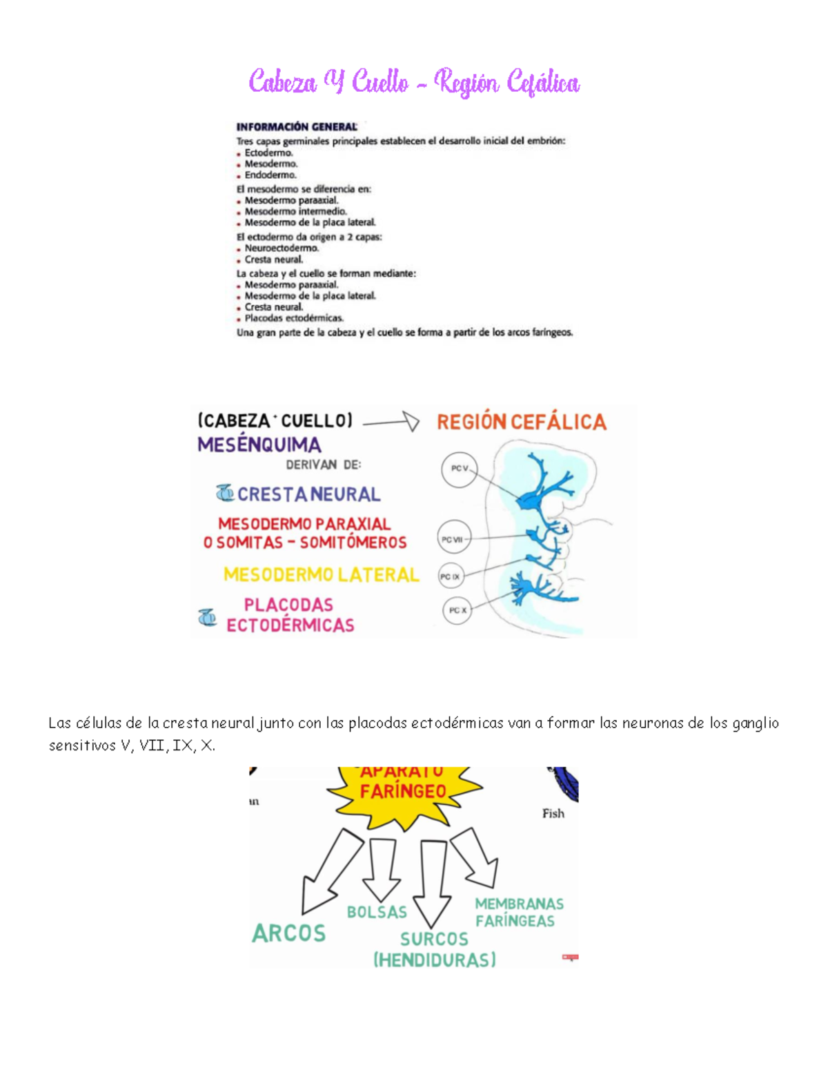 Cabeza y Cuello - Embriología resúmenes - Cabeza Y Cuello - Región ...