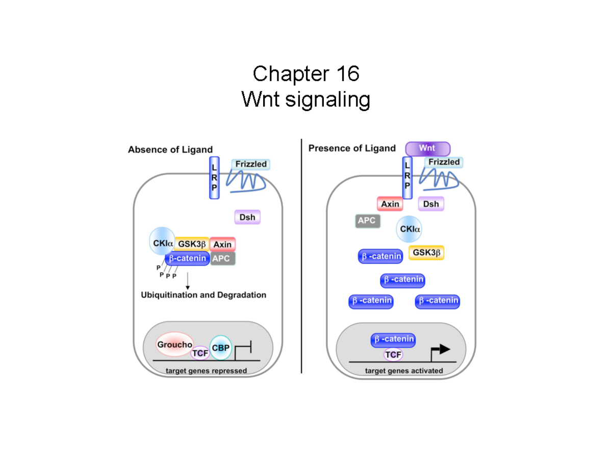 Ch16 cell signaling Wnt pathway - Chapter 16 Wnt signaling The Wnt or ...