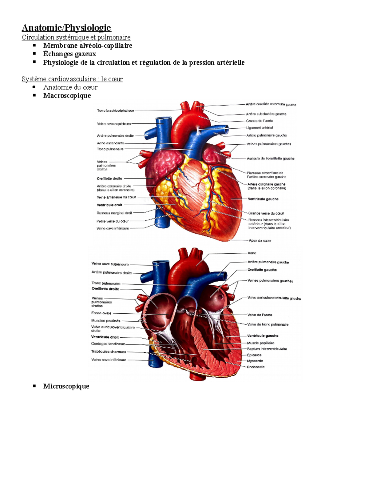 Situation Pierrette Provencher - Anatomie/Physiologie Circulation ...