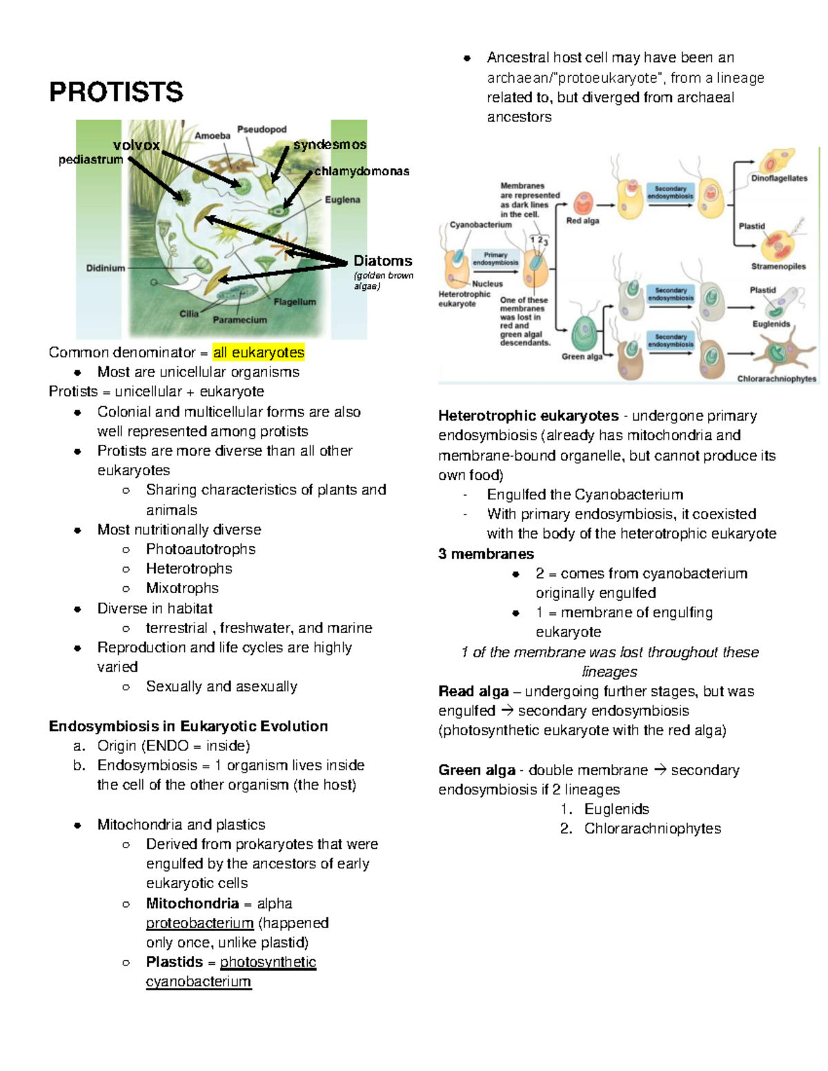 Protists - Notes on systematics, protist - PROTISTS Common denominator ...