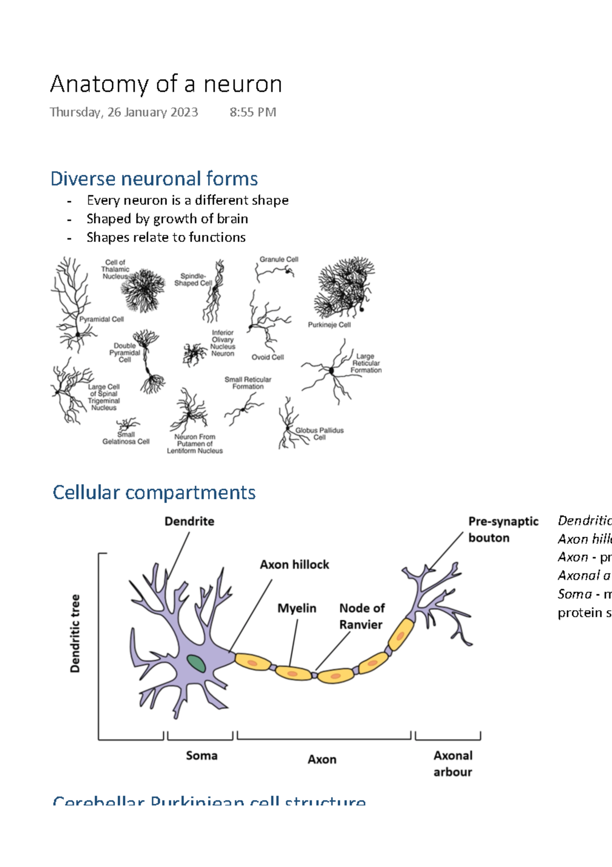 Anatomy of a neuron - Diverse neuronal forms Every neuron is a ...