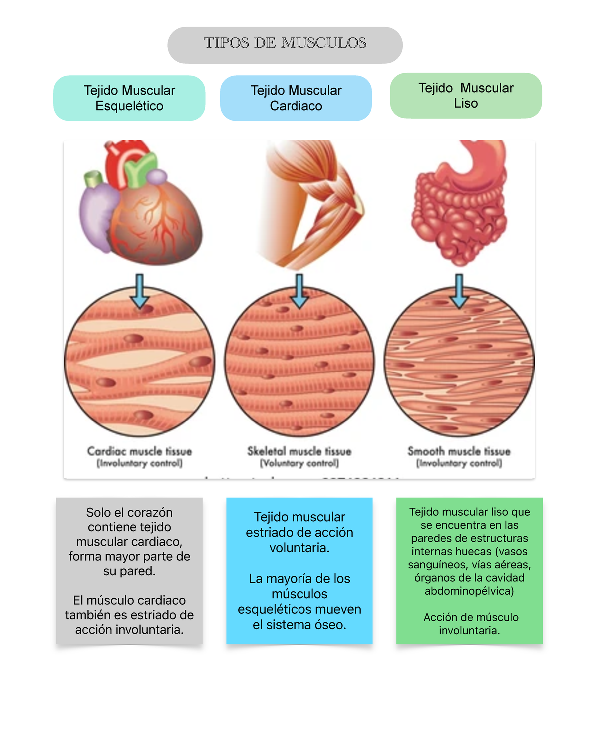 Tipos de musculos - TIPOS DE MUSCULOS Tejido Muscular Esquelético ...