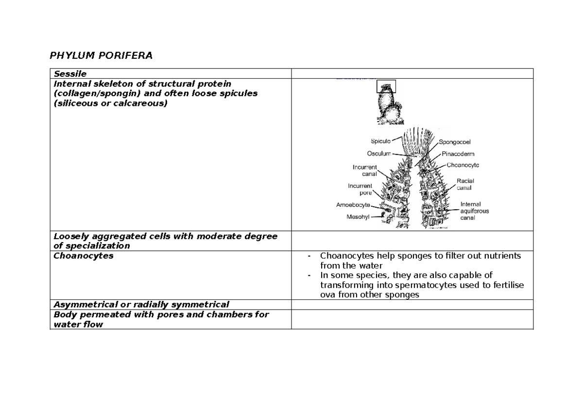Characteristics table - PHYLUM PORIFERA Sessile Internal skeleton of ...