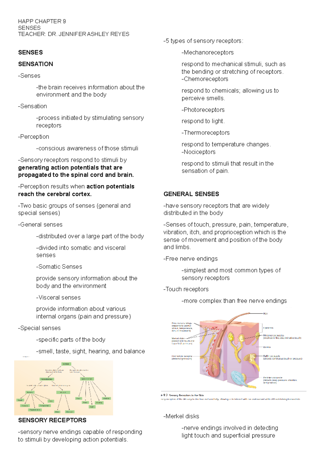 Seeley's Anatomy Chapter 9: Senses - SENSES TEACHER: DR. JENNIFER ...