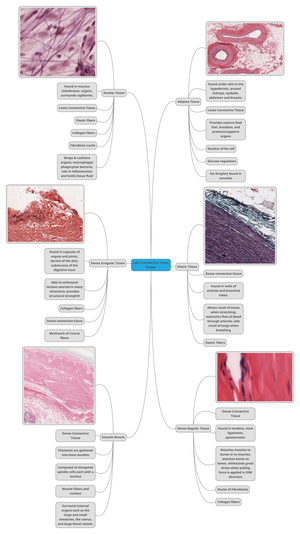 Lab 4 Mindmap - Lab 4: Specialized Connective Tissue Elastic Cartillage ...