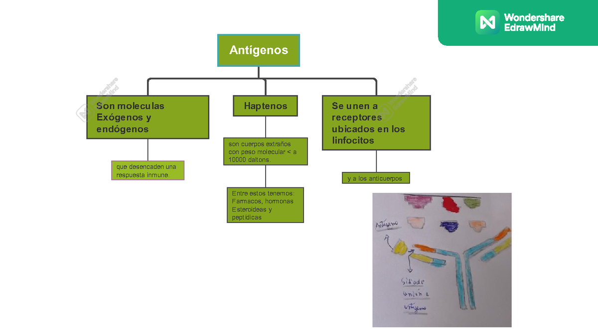 Antígenos - Antígenos Son moleculas Exógenos y endógenos Haptenos Se ...