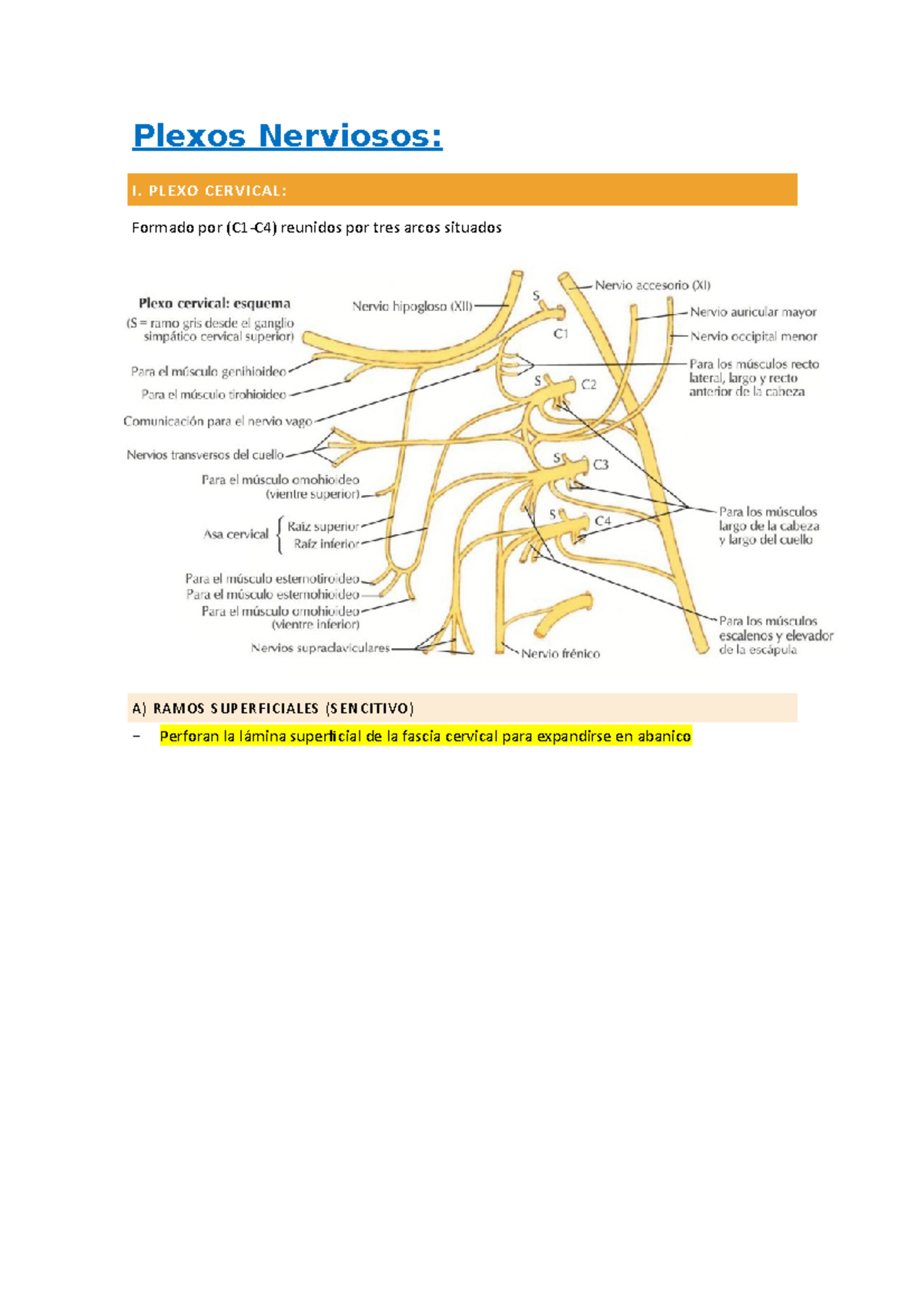 Plexos Nerviosos, origen y recorrido - Plexos Nerviosos: I. PLEXO CERVICAL: Formado por (C1-C4 ...