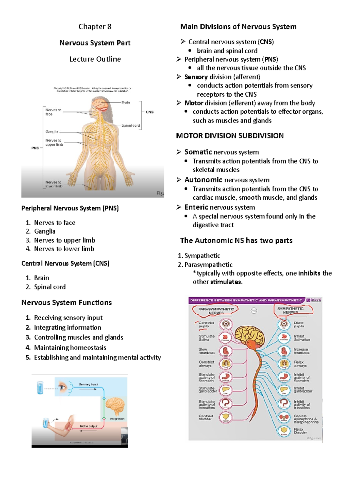 Chapter 8 - For notesss - Chapter 8 Nervous System Part Lecture Outline ...