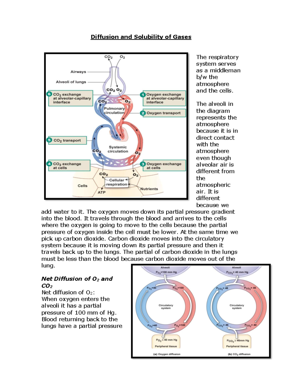 Diffusion and Solubility of Gases - The alveoli in the diagram ...