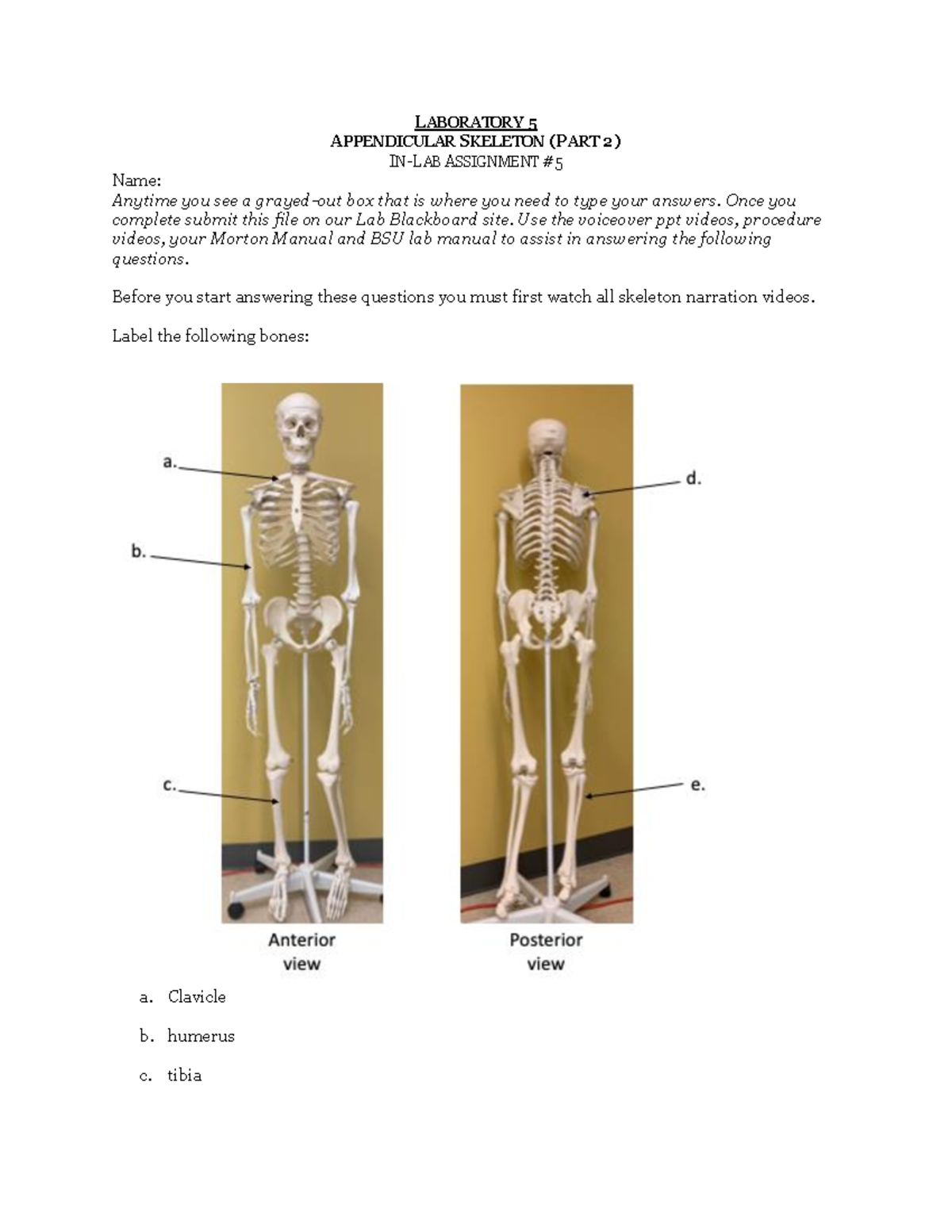 In Lab 5Assignment Protect - LABORATORY 5 APPENDICULAR SKELETON (PART 2 ...