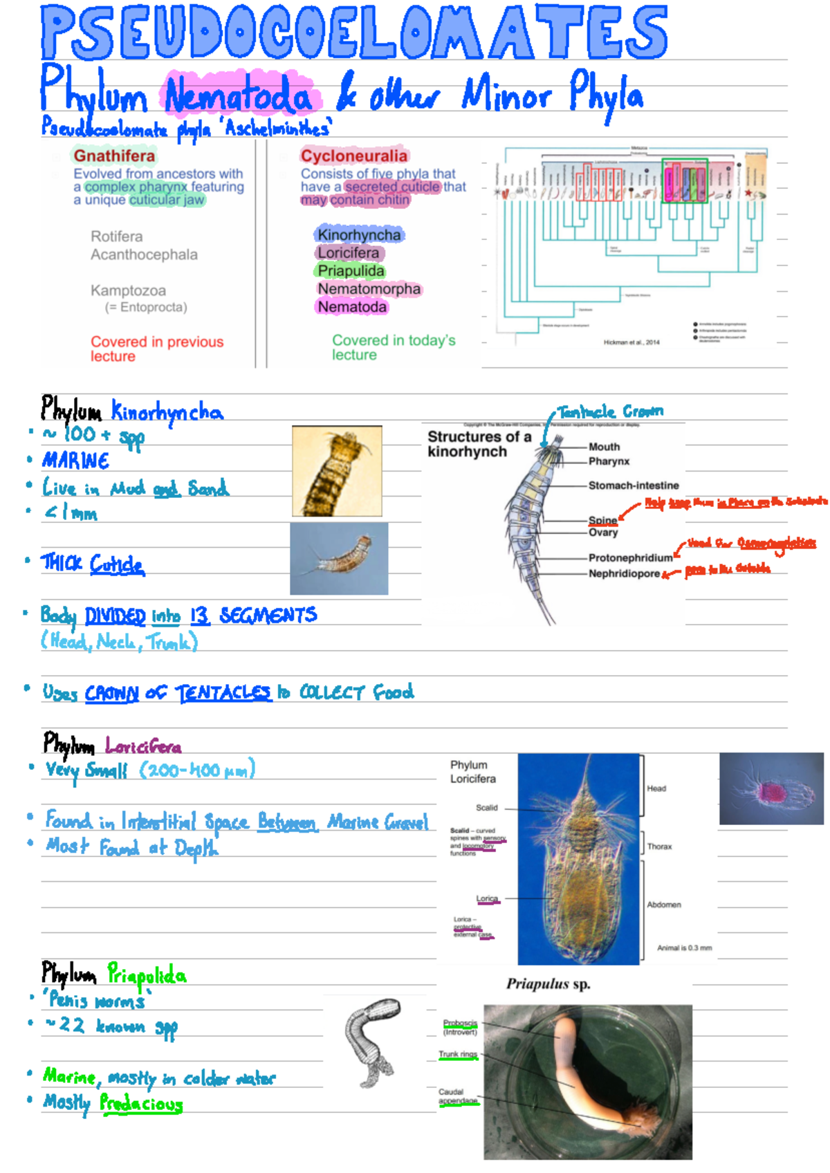 Pseudocoelomates (phylum Nematoda & other minor phyla ...