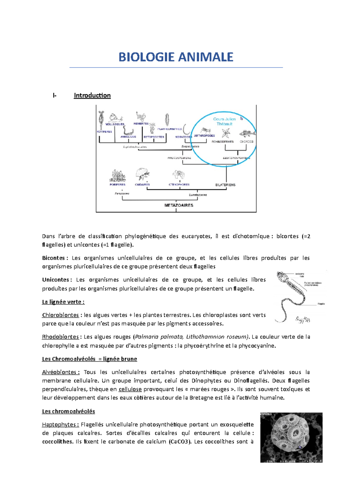 Biologie animale - Paulet L1 - UBO - Studocu