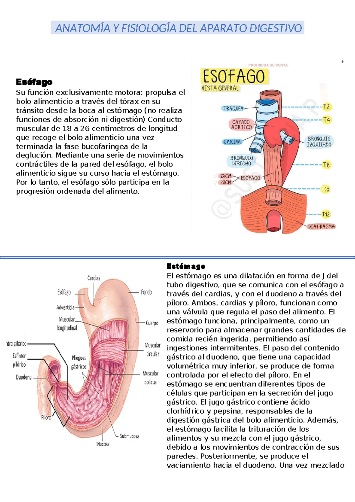 esófago material de trabajo y estudio bimestral - Esófago Su función ...
