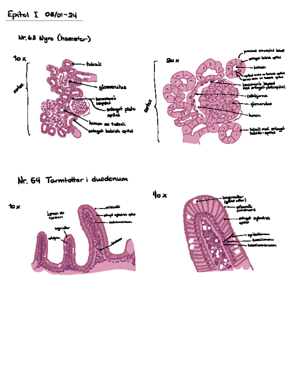 Epitel 1+2 - Histologi tegninger - Epitel I 08/01 - 24 Nr. 63 Nyre ...