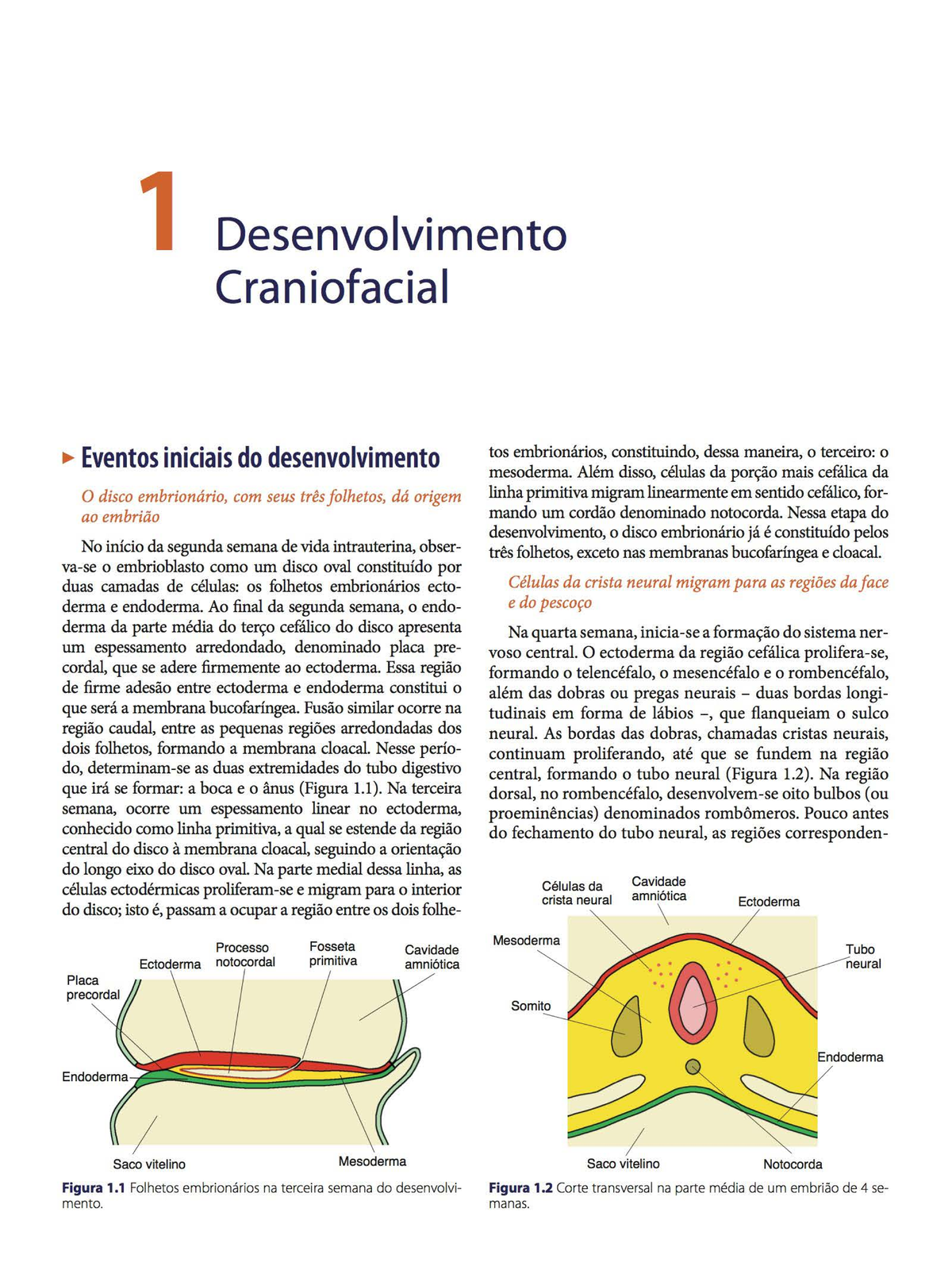 Histo E Embrio ORAL - Desenvolvimento Craniofacial - Desenvolvimento ...