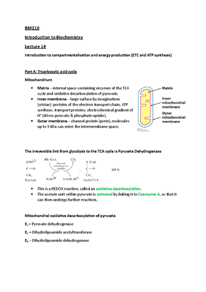 BM210 Lecture 15 - BM210 - Strath - Studocu