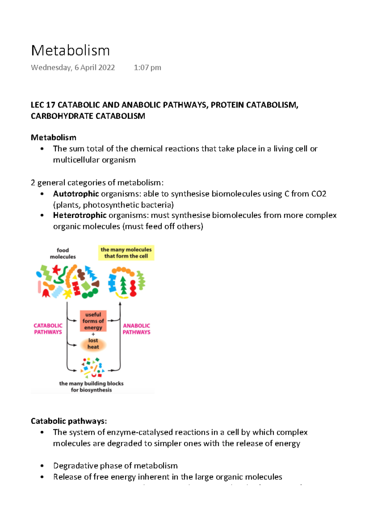 Metabolism - LEC 17 CATABOLIC AND ANABOLIC PATHWAYS, PROTEIN CATABOLISM ...