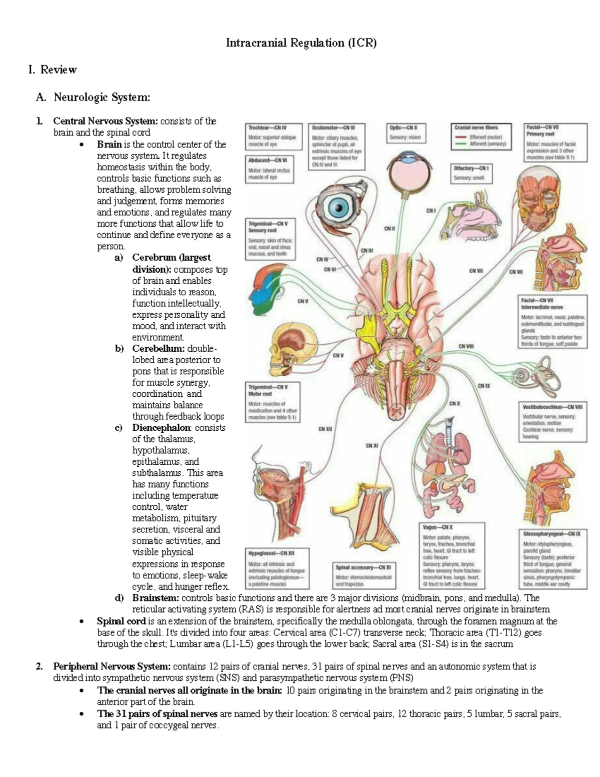 Intracranial Regulation - Review A. Neurologic System: 1. Central ...