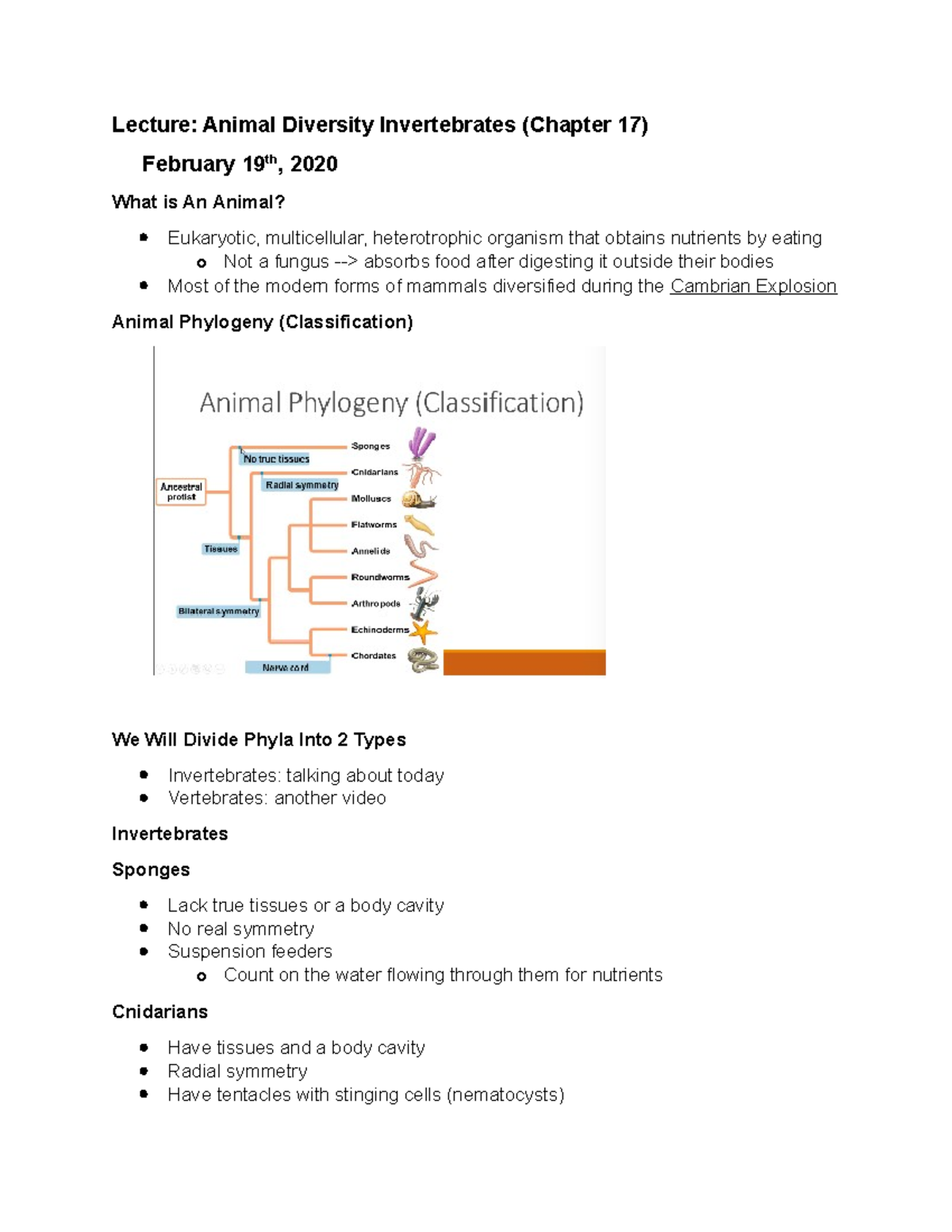 Animal diversity invertebrates - Studocu