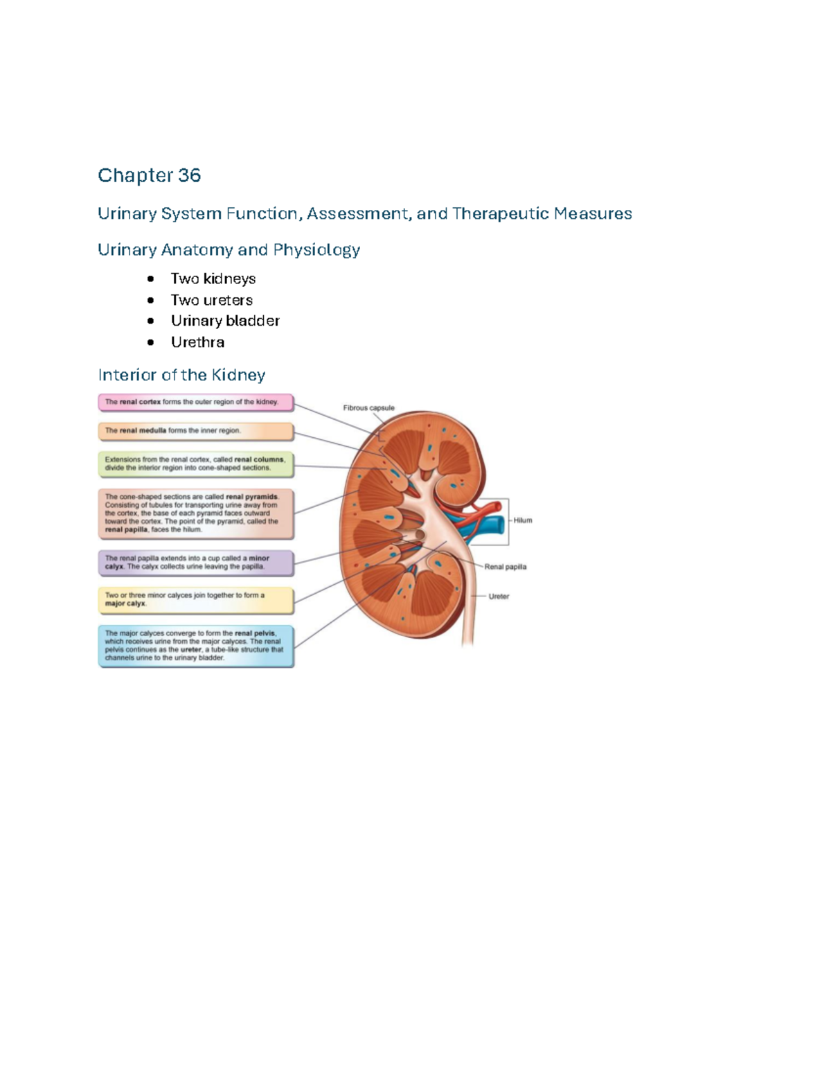 2F48EBBA - Notes - Chapter 36 Urinary System Function, Assessment, and ...