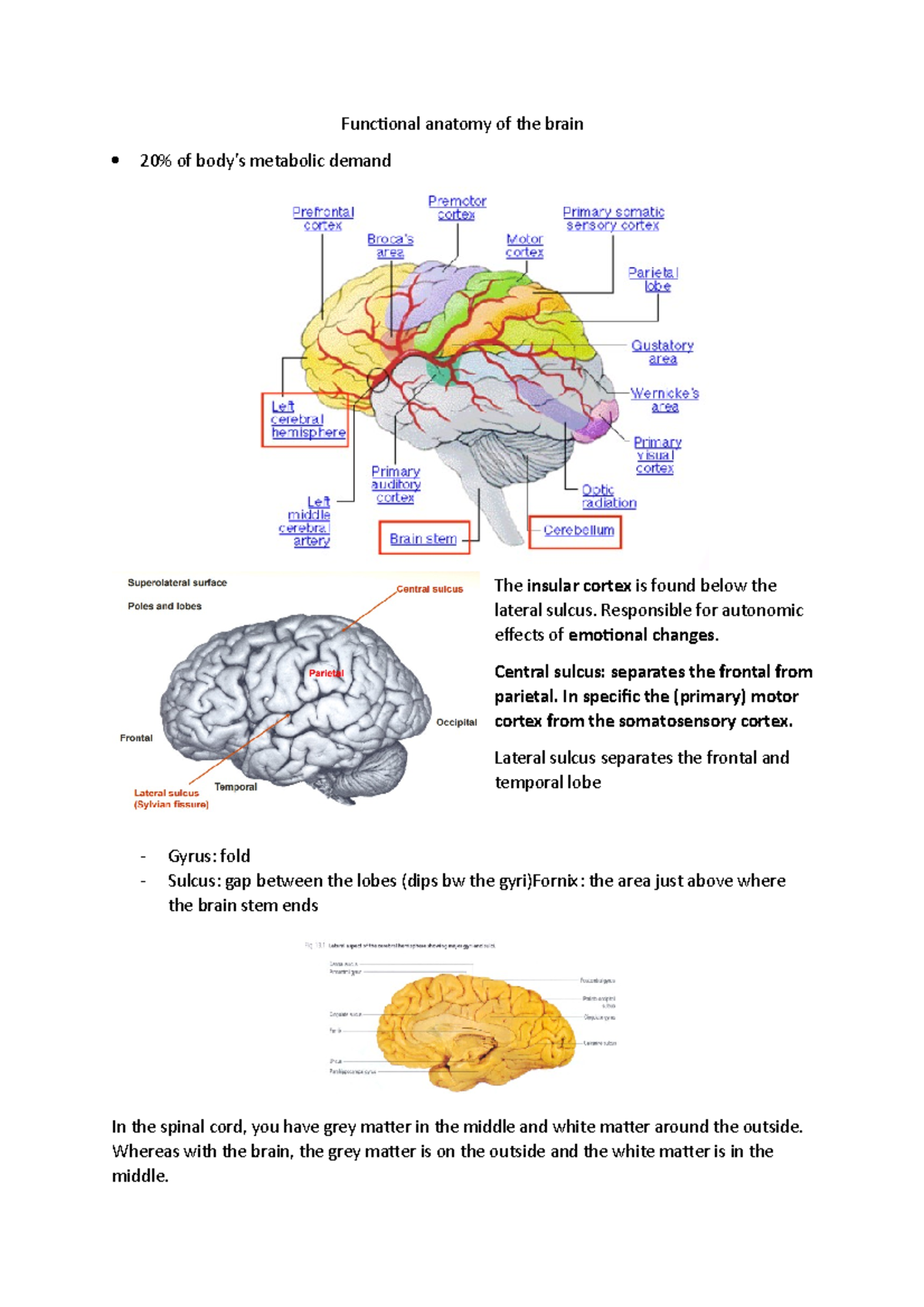 Functional anatomy of the brain - Functional anatomy of the brain 20% ...