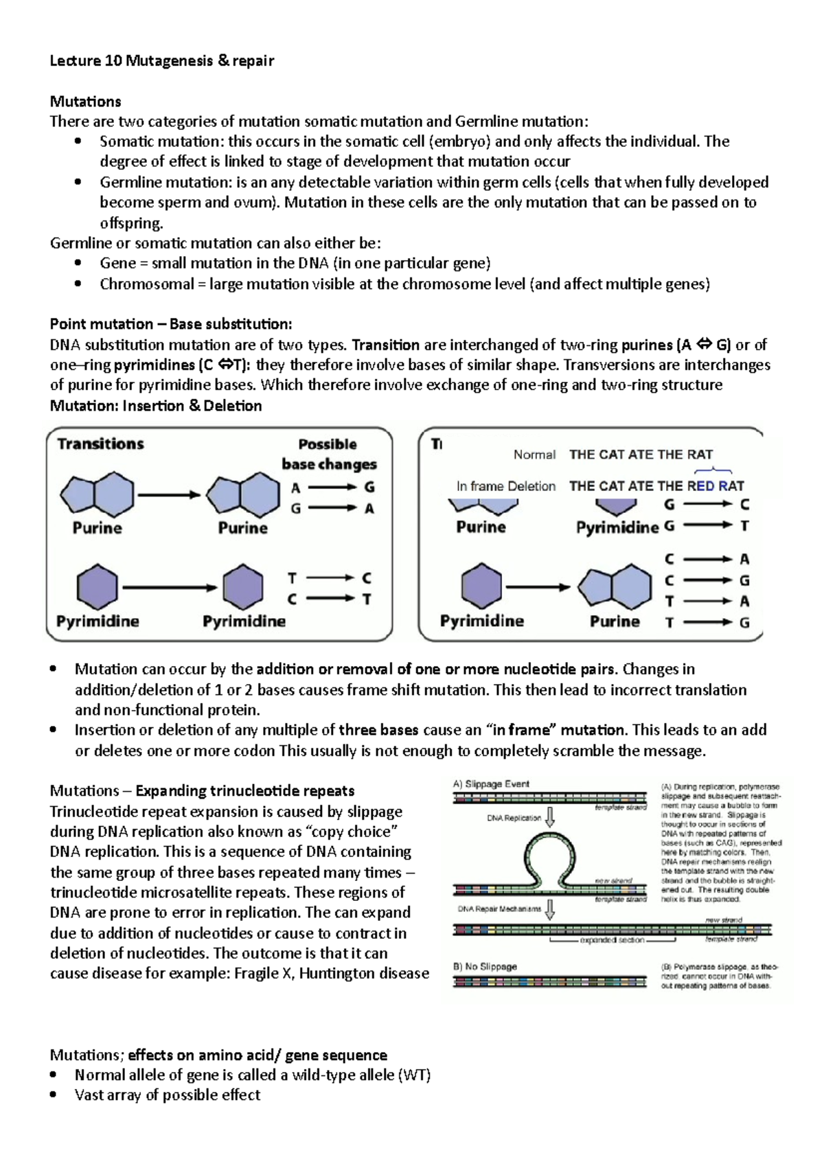 Lecture 13- Mutagenesis - The degree of effect is linked to stage of ...