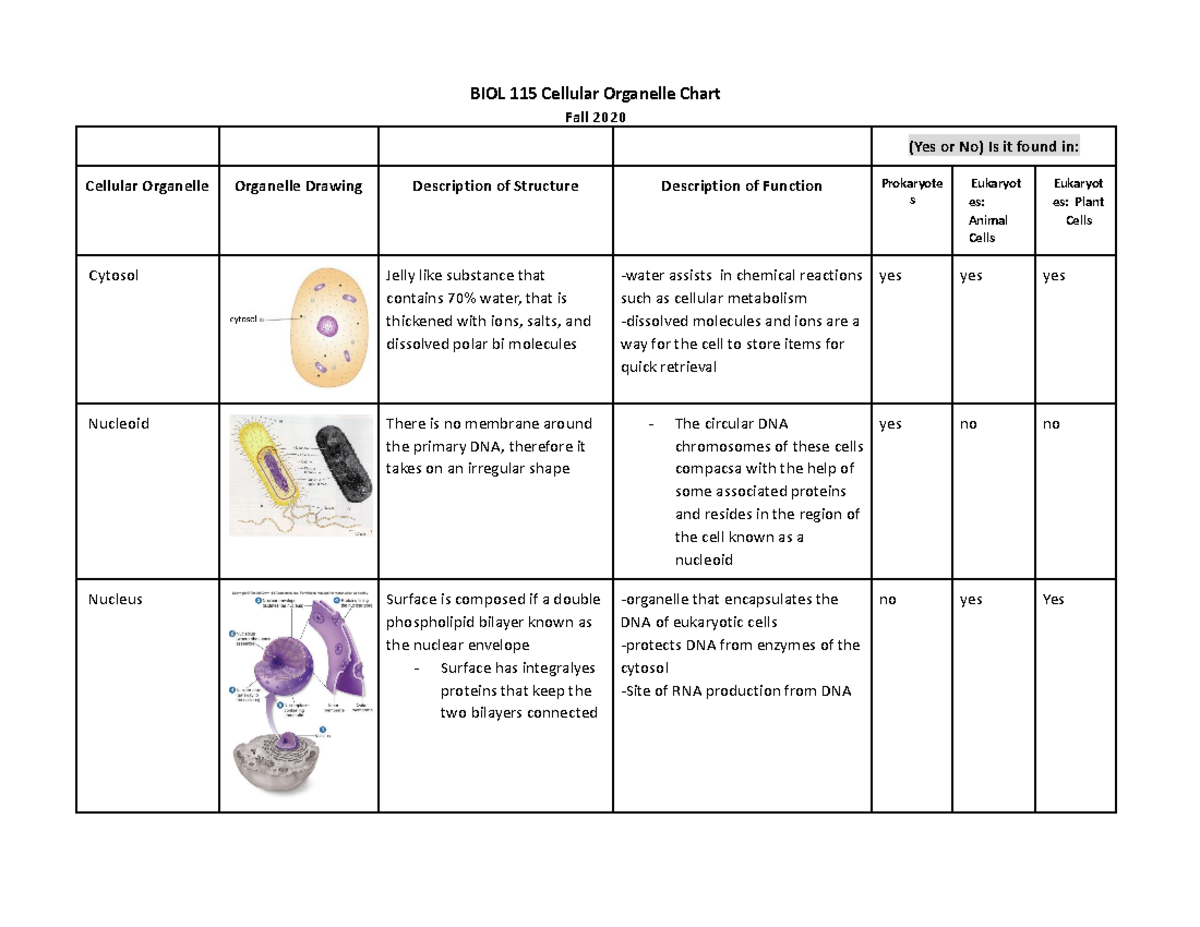 Organelle Organizational Chart-2 - BIOL 115 Cellular Organelle Chart ...