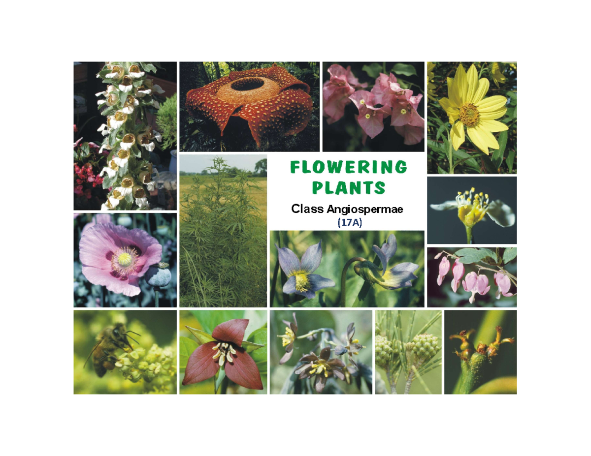Seed plants - angiosperms - Flowering Plants: Titles Class Angiospermae ...