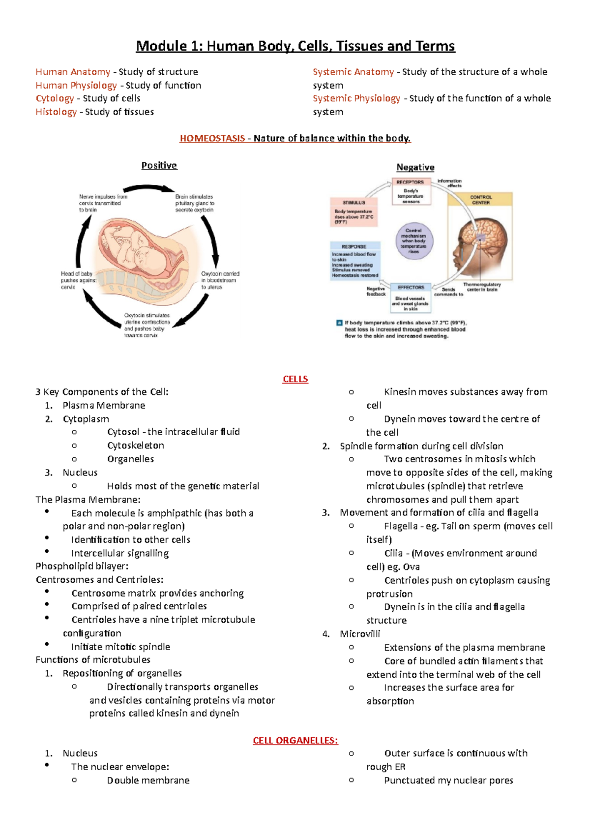 Exam - Exam revision diagrams - Module 1: Human Body, Cells, Tissues ...