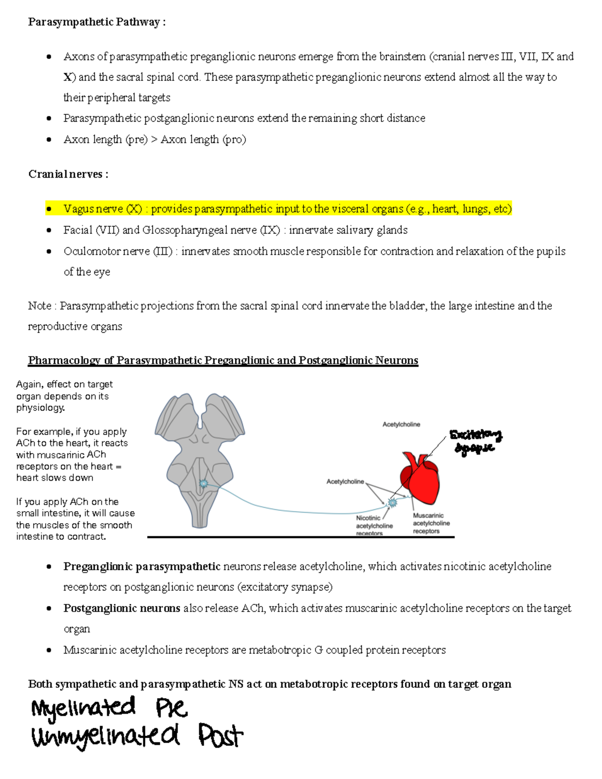 Cranial nerves - Parasympathetic Pathway : • Axons of parasympathetic ...