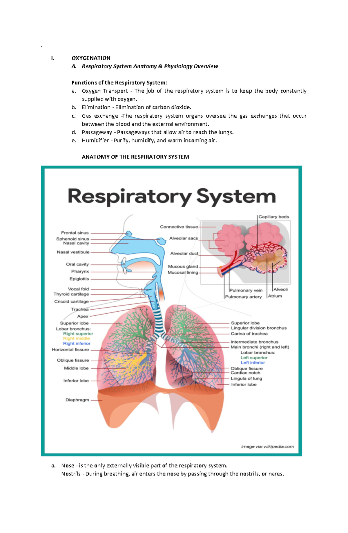 Prelims - I hope this will help - . I. OXYGENATION A. Respiratory System Anatomy & Physiology ...