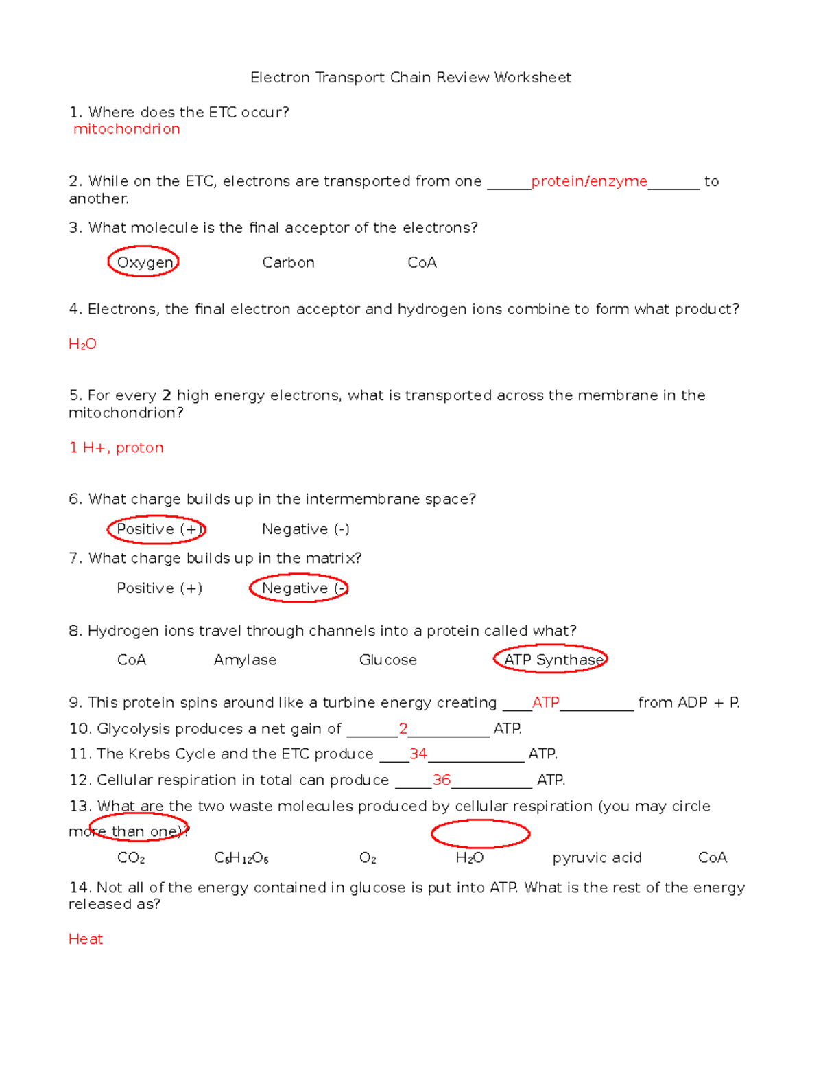 Electron Trans Chain Works answers 1g6y3g1 - Electron Transport Chain ...