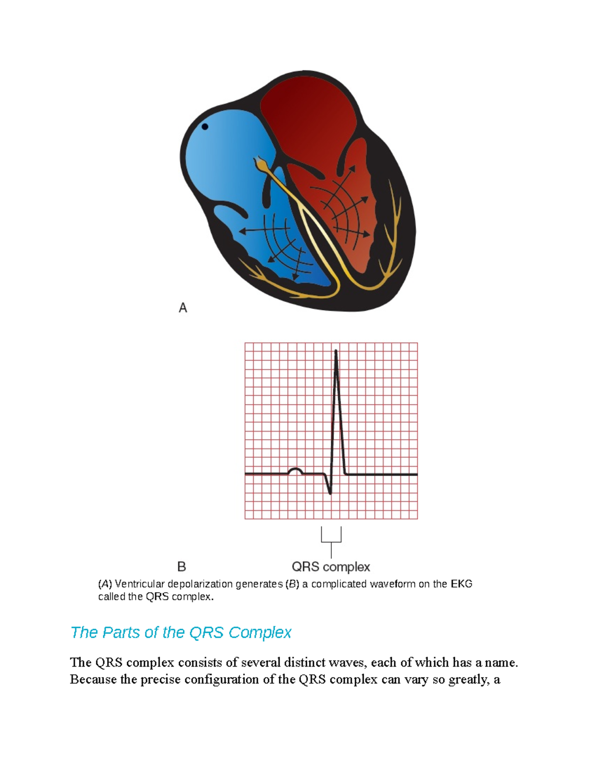 The only EKG-12 - The Waves and Straight Lines of the EKG - (A ...