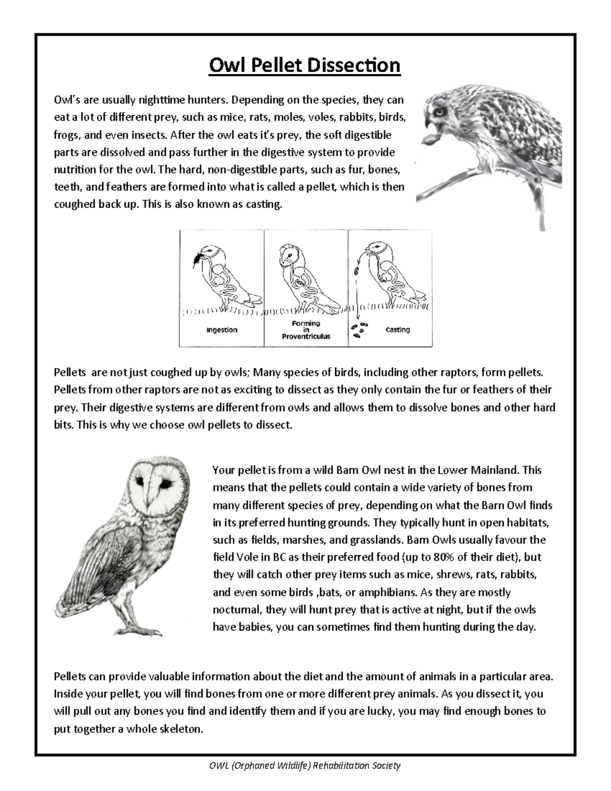 Kami Export - Maliyah Cooke - Pellet-dissection-introductions - Owl ...