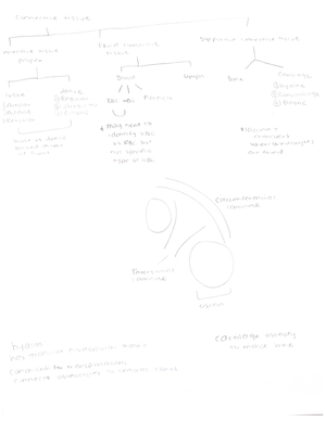 A&P I Lab Excercise 6- Connective Tissue (Pt 1) - BIOL 3455 - Studocu
