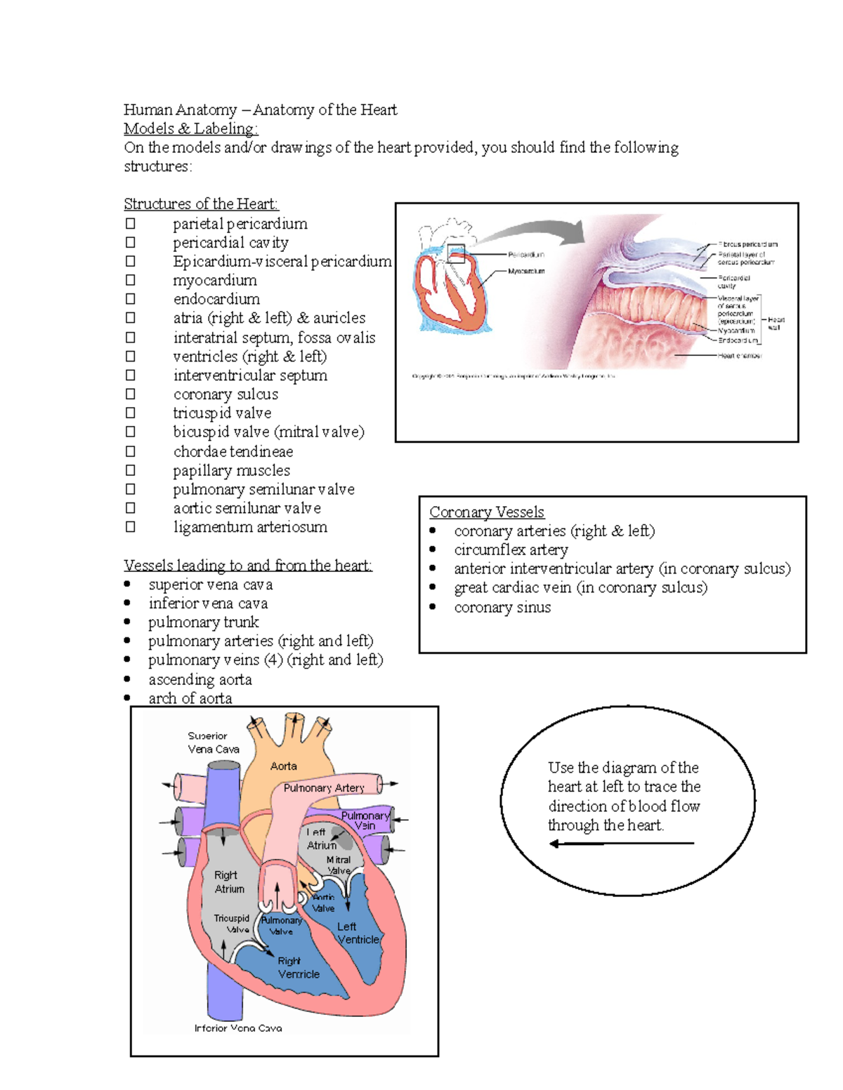 Anatomy of the heart - note to practice - Human Anatomy – Anatomy of ...