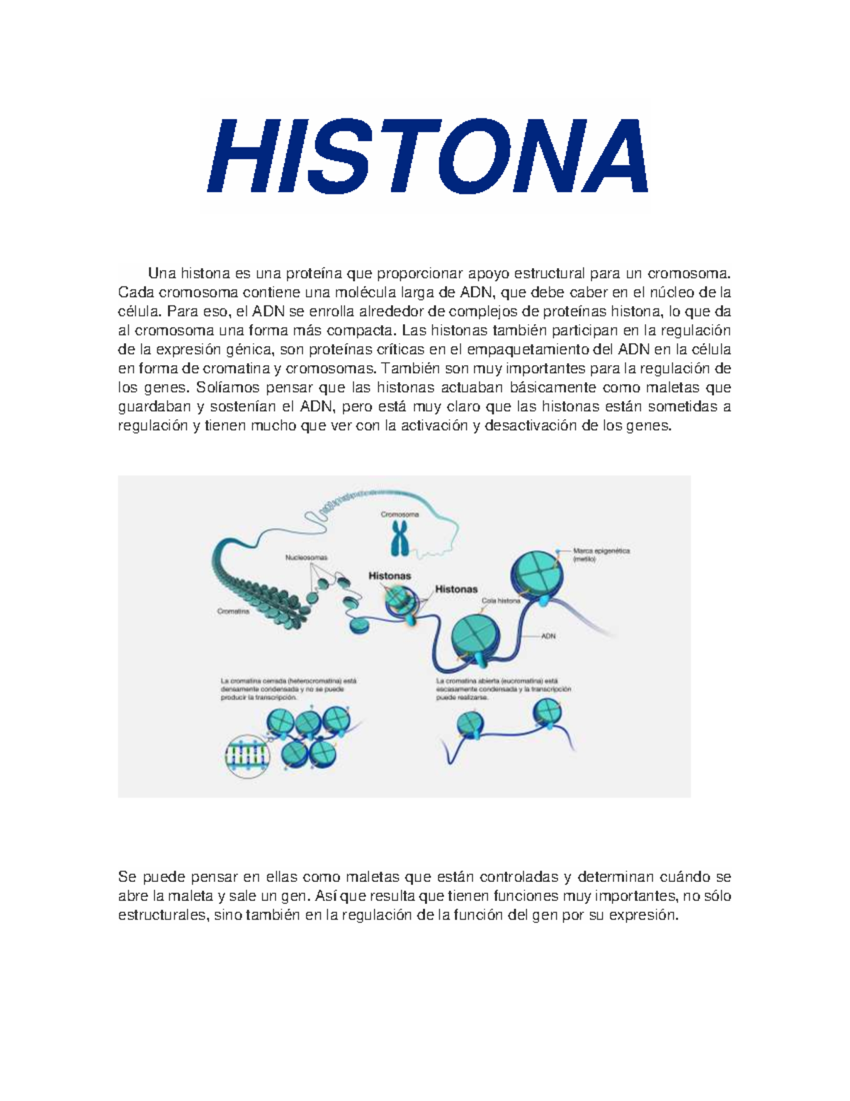 Histona - un pequeño simplificasion - HISTONA Una histona es una ...