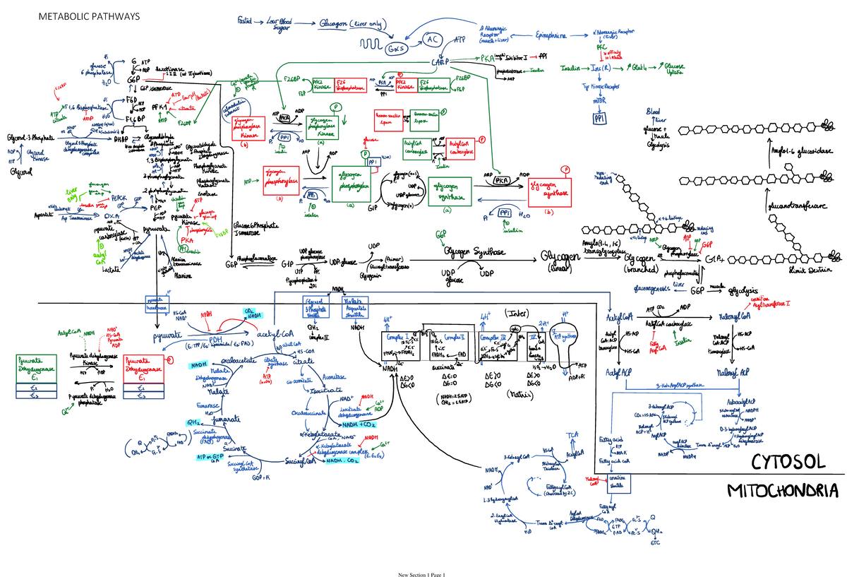 Metabolic Pathways - Organic chemistry 1 - METABOLIC PATHWAYS New ...
